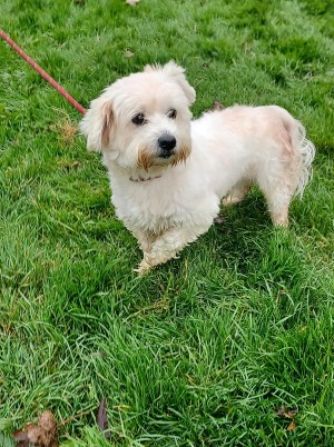 Refuge SPA Dunkerque